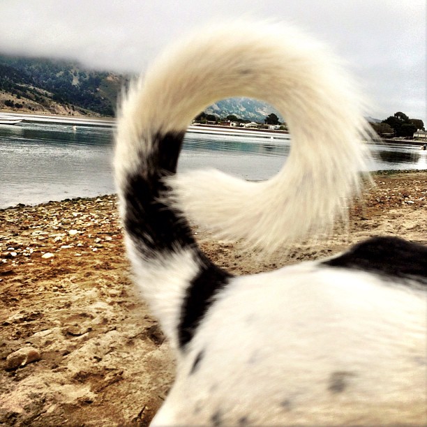 Masala Mutt’s Tail – burn magazine