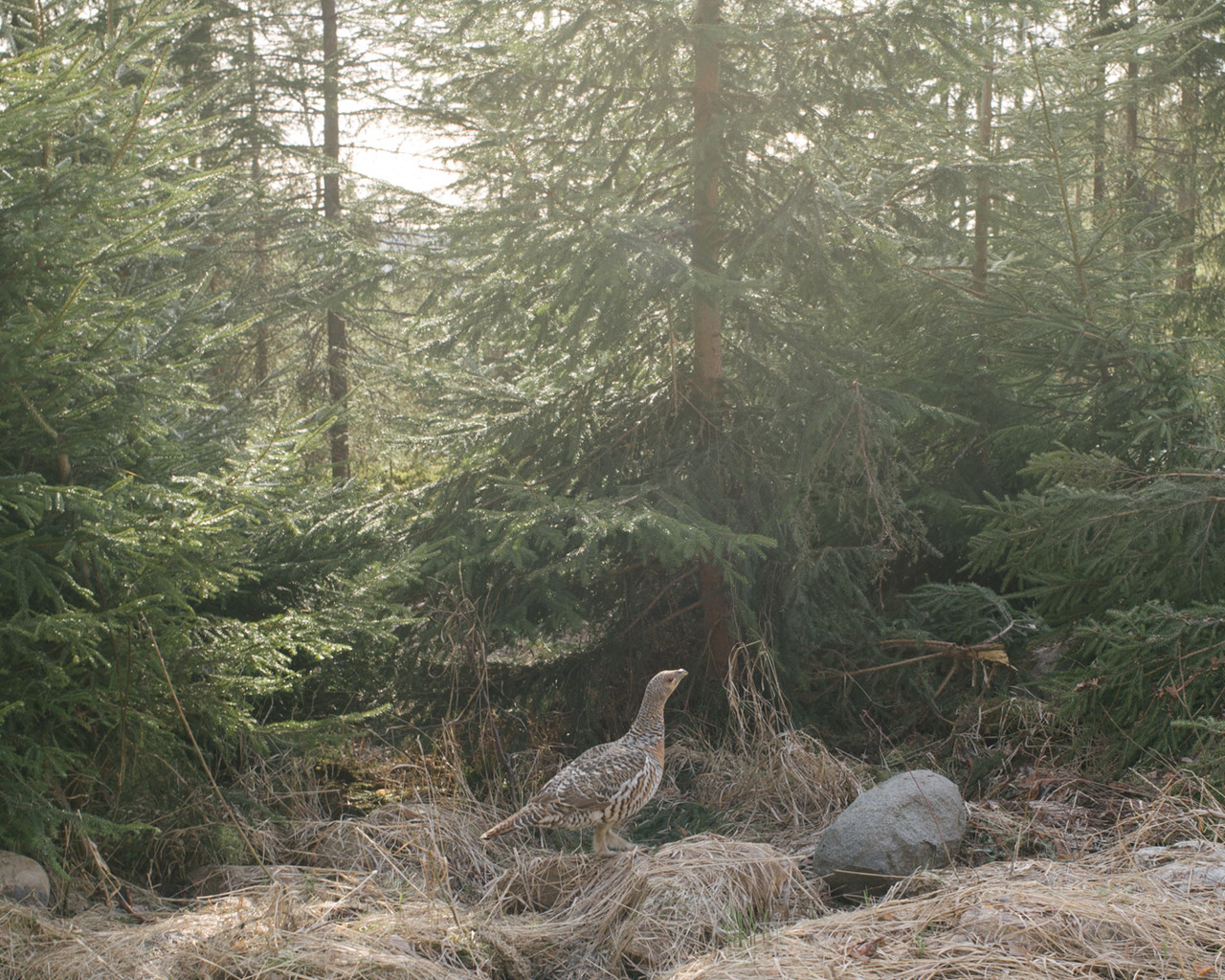 Terje Abusdal – The Forest Finns – burn magazine