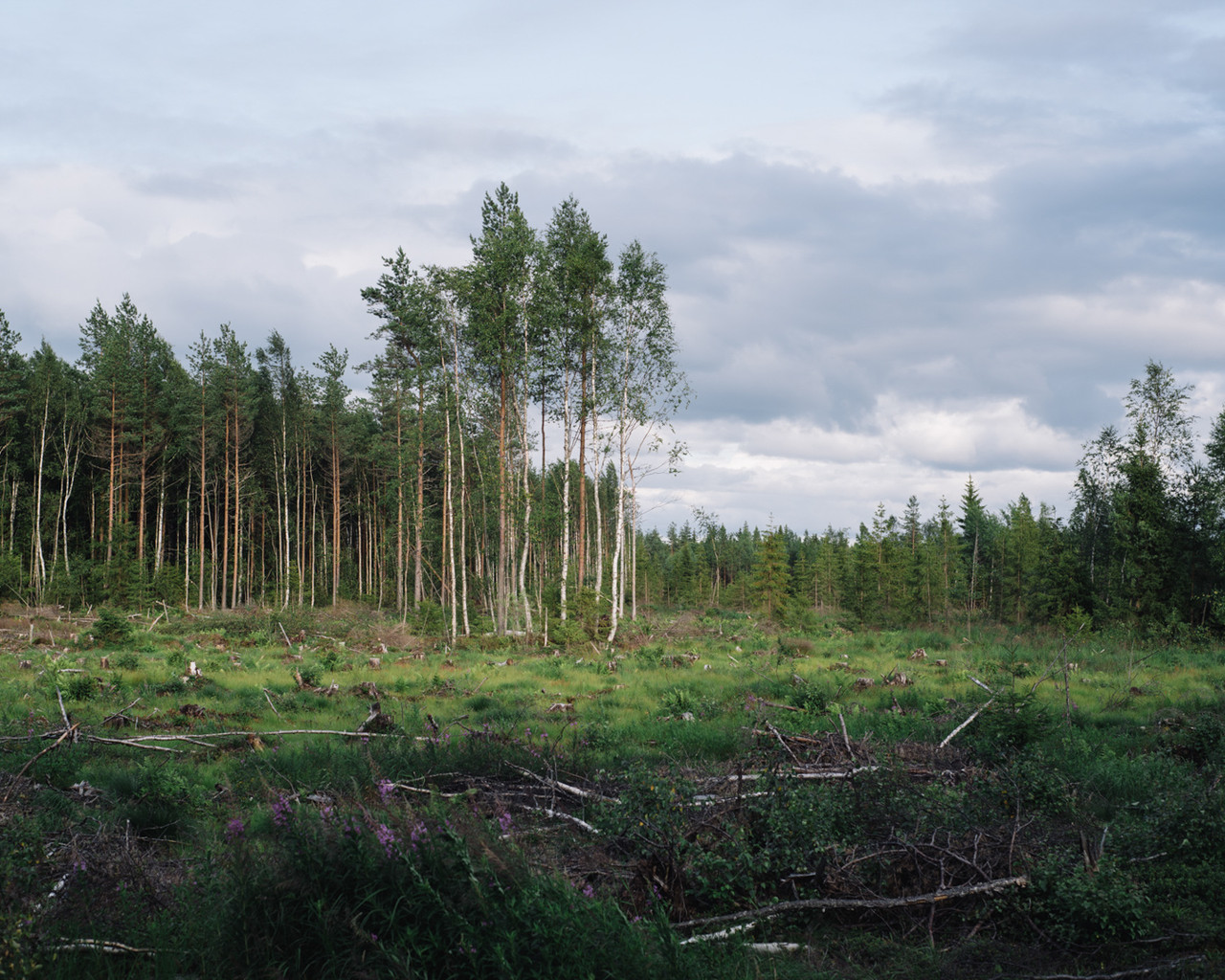 Terje Abusdal – The Forest Finns – burn magazine