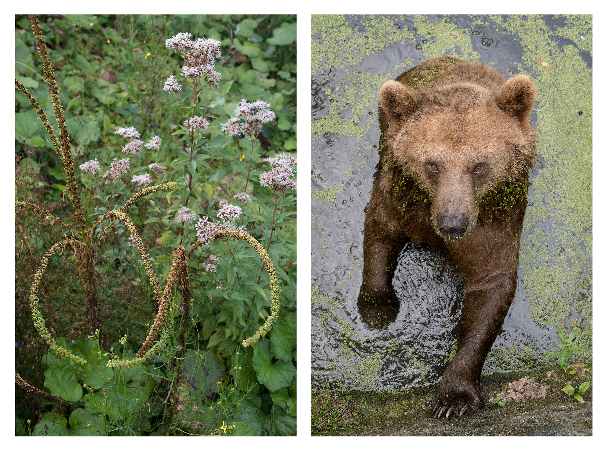 23 – “Recumbent eight & Bear´s Portrait” – b727f114-c3e4-43bb-be83 ...